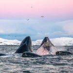 Arctic Wild Tours, NORTHERN LIGHTS, FJORD, WHALE